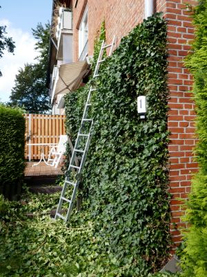 Expert Ivy Removal - Mansfield - TJs Ivy Removal